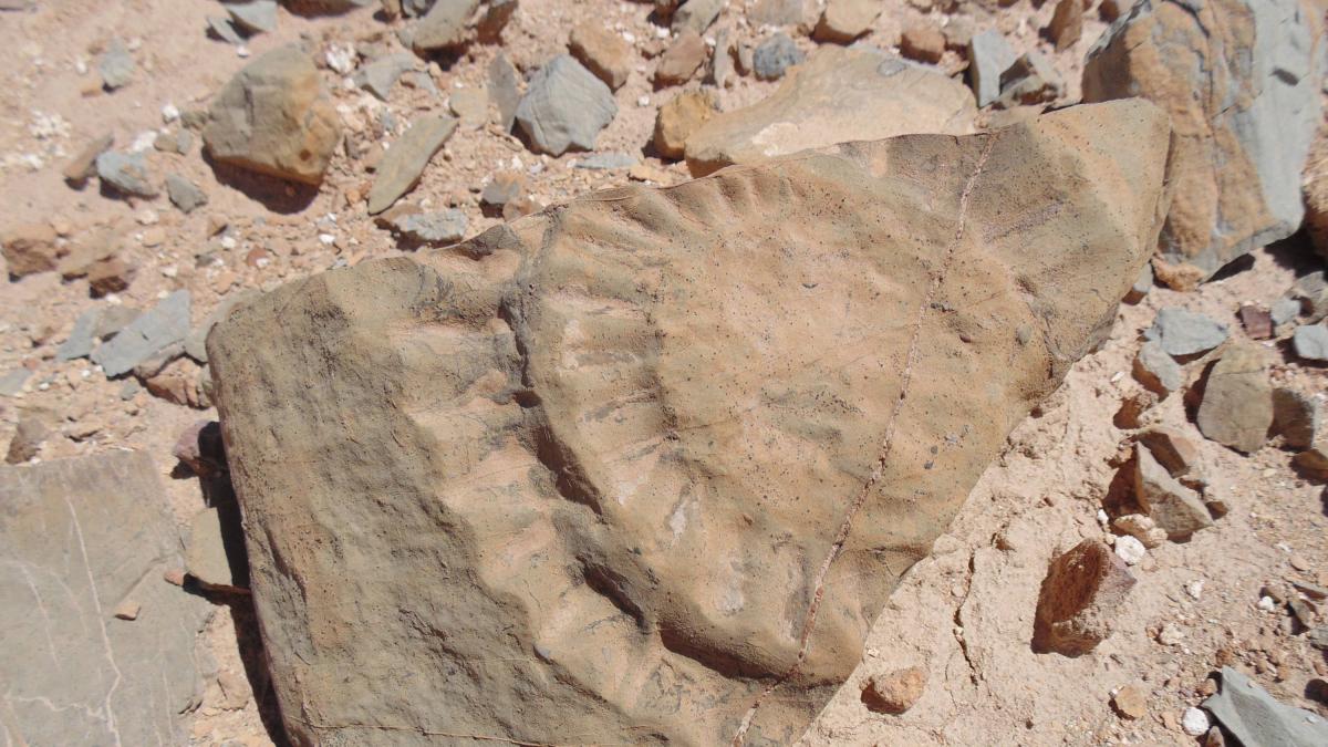 Hallan 'Dragón volador' del Jurásico por primera vez en el hemisferio sur