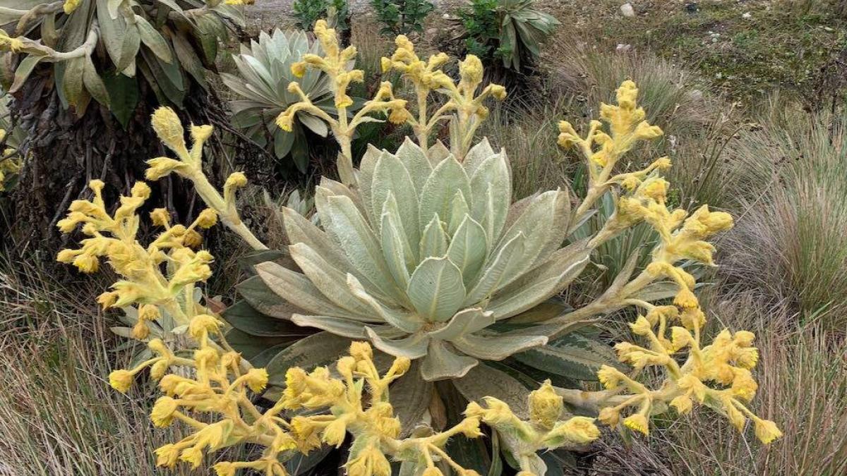 Frailejón, ¿qué son y por qué su moda actual?