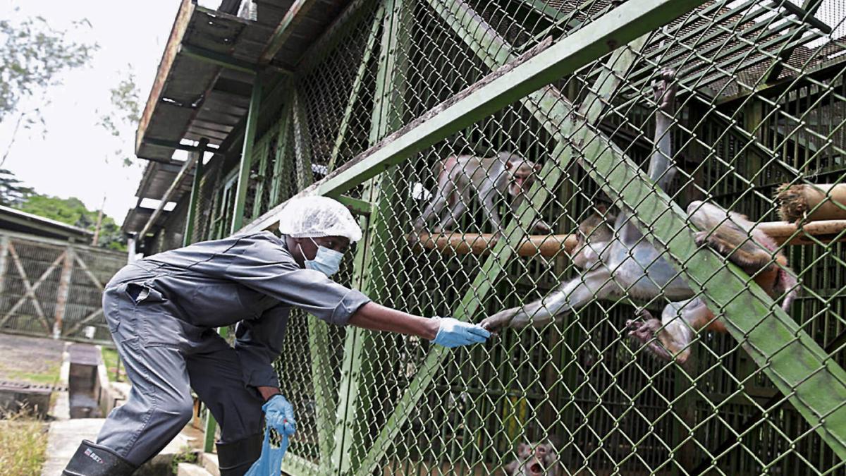 La difícil reinserción de los monos huérfanos de Gabón a la vida salvaje