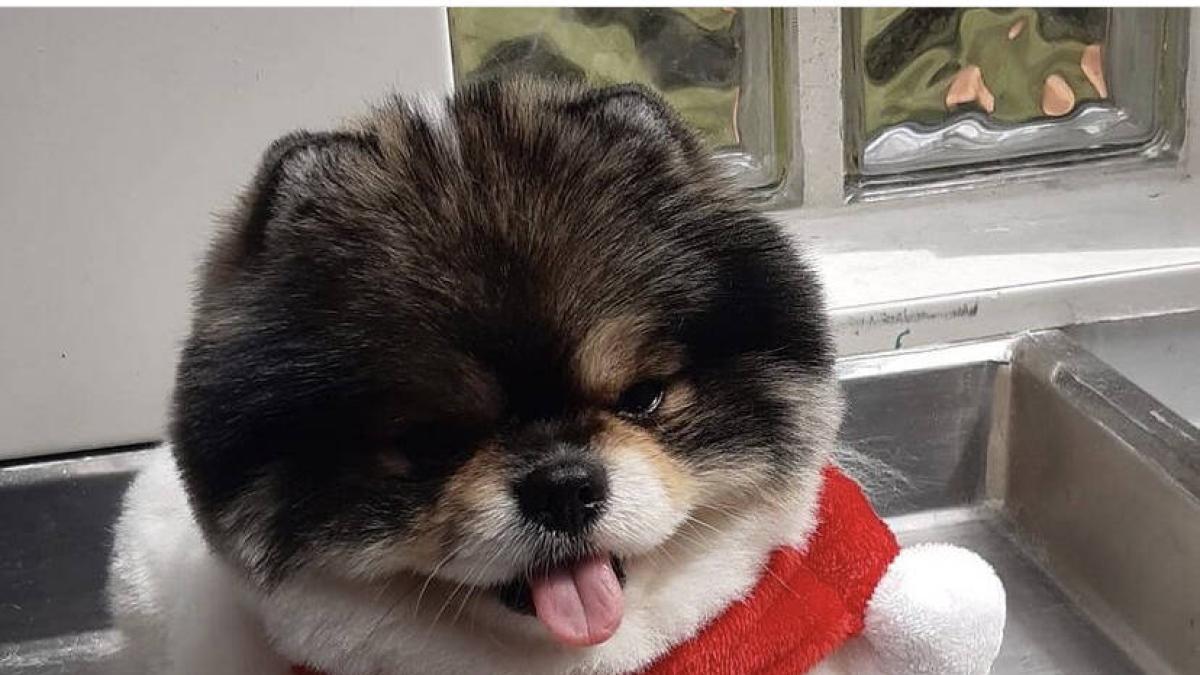 Perro murió ahogado en su guacal en vuelo hacia Medellín