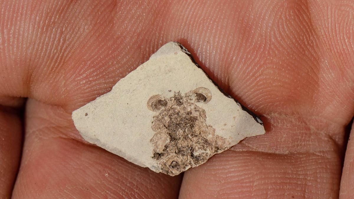 Callichimaera perplexa: así fue la vida de este cangrejo prehistórico