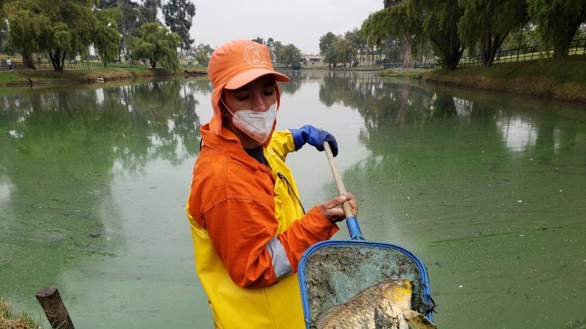 Denuncian muerte de peces en el Lago Timiza de Kennedy