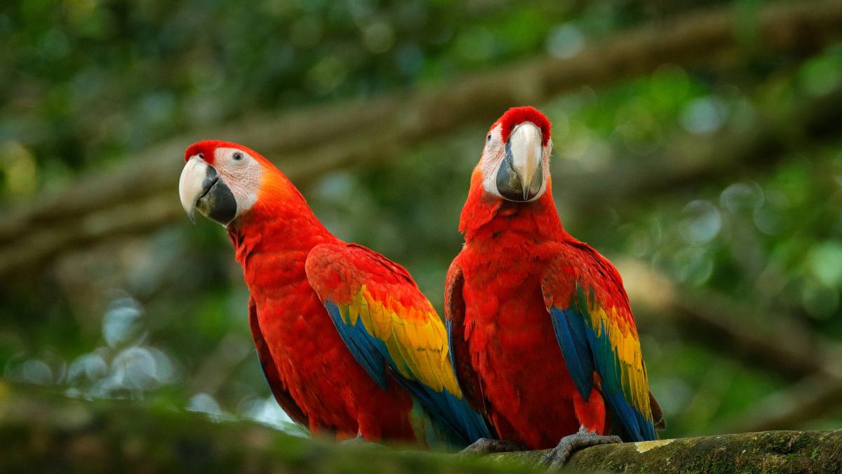 Loros | Le contamos por qué pueden hablar