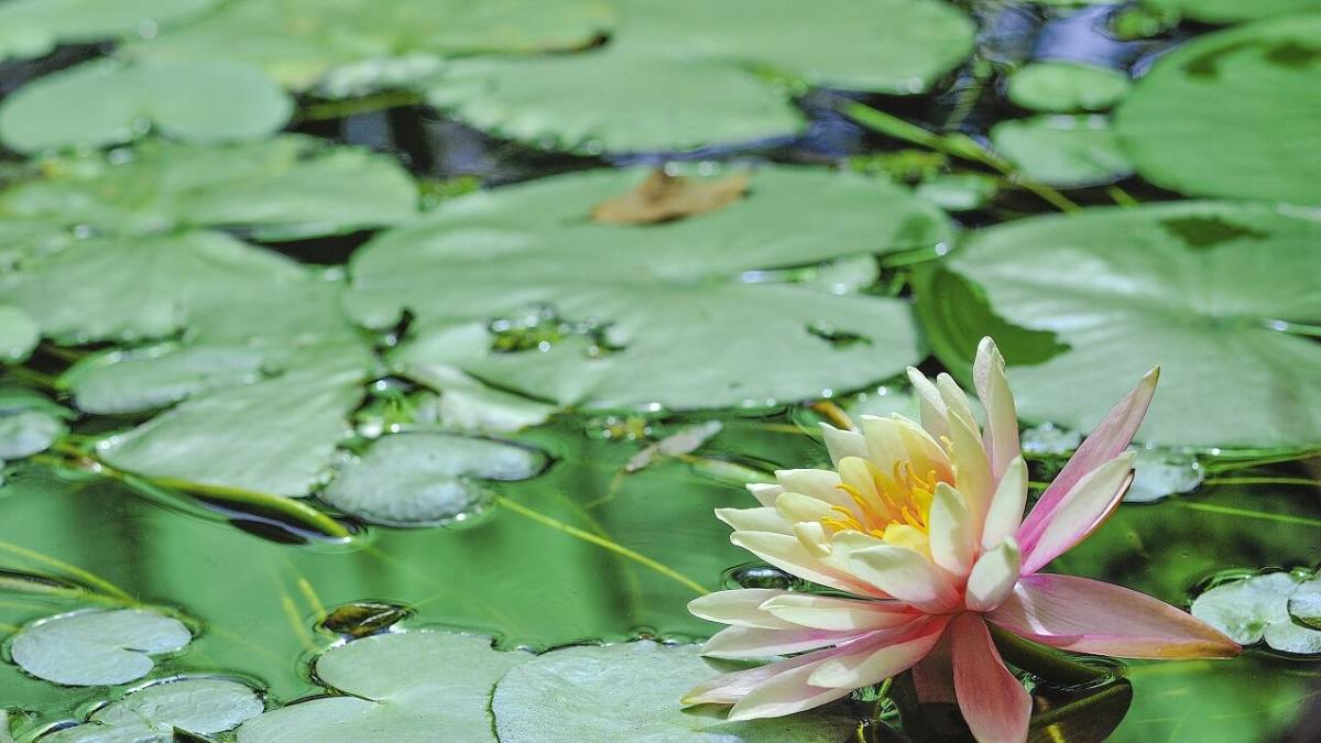 Diego Arce: el as de la fotografía aérea