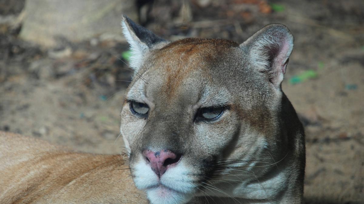 Campesinos cazaron puma en zona rural de Córdoba