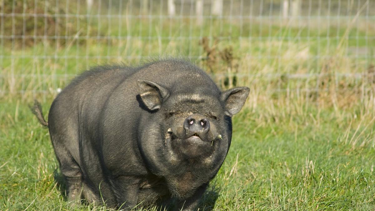 En Vietnam una cerda que 'se hizo la muerta' para salvar a su ama