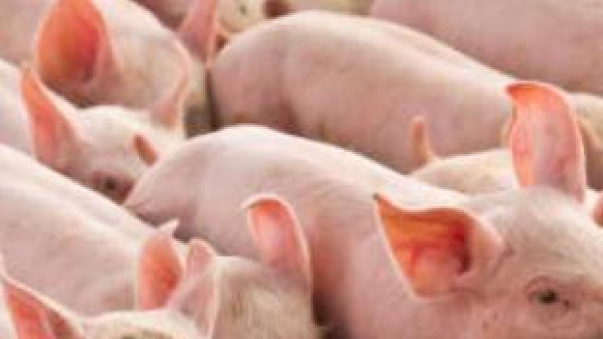 Cerdo que iba a ser sacrificado mata al carnicero en China