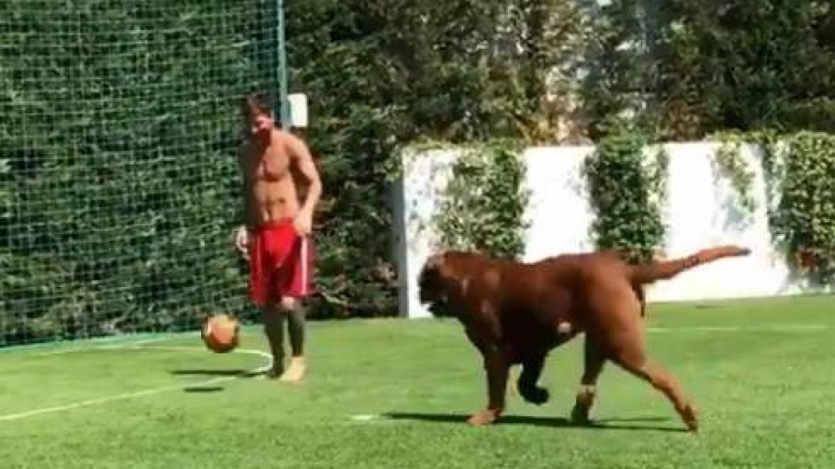 Futbolistas que celebran el día del perro y exhiben sus mascotas, video