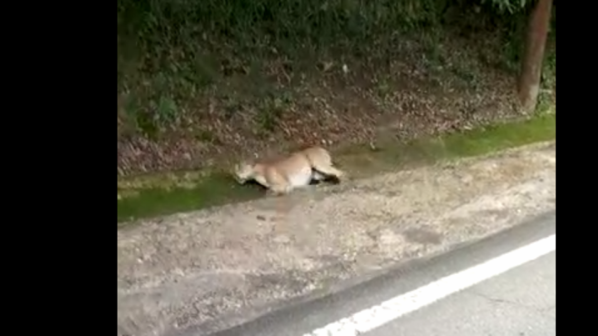 Accidente puma con motociclista: 8 metros voló el conductor