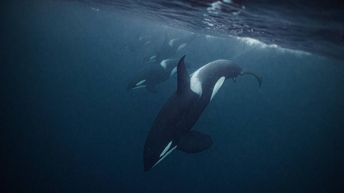 Pescadores liberan a siete ballenas orca varadas en Venezuela