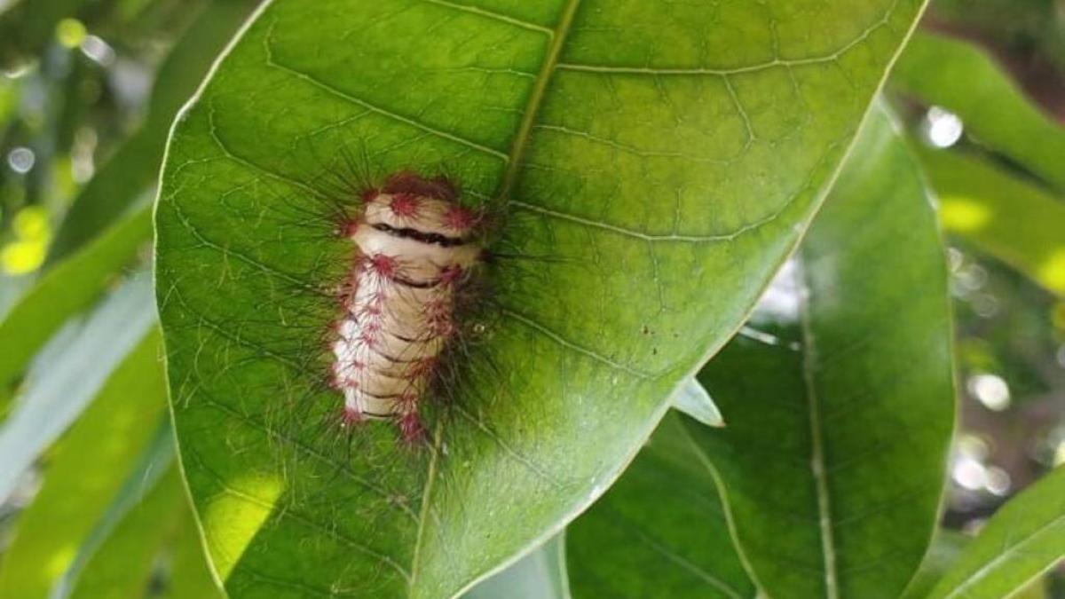 Santa Marta: proliferación de gusanos venenosos en Bonda