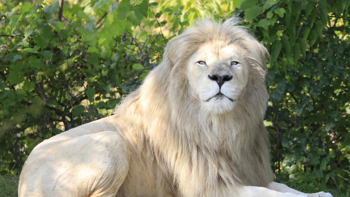 Video: león ataca a su domador en medio de show de circo en Rusia
