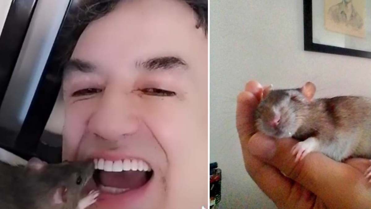 En video: rata limpia dientes de periodista de RCN y causa conmoción