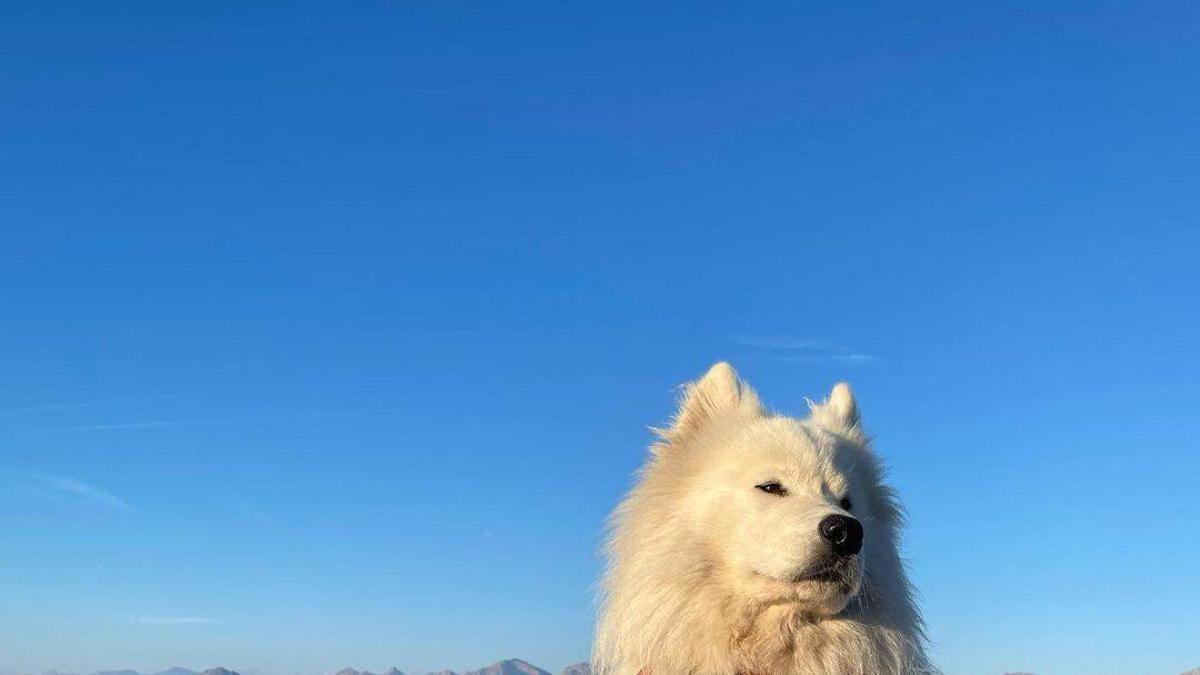 Ouka, el perro samoyedo que hace parapente con su dueño