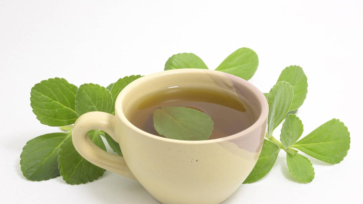 Té de boldo ¿Cómo prepararlo y qué beneficios trae a la salud?