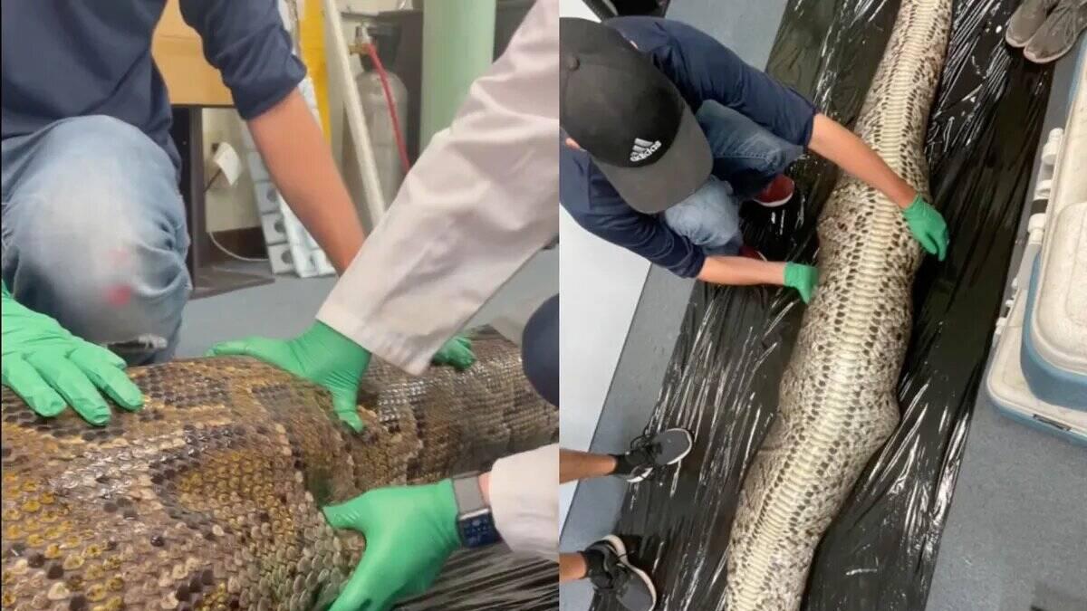 La impresionante última cena de una pitón: se tragó un caimán de 1,5 metros