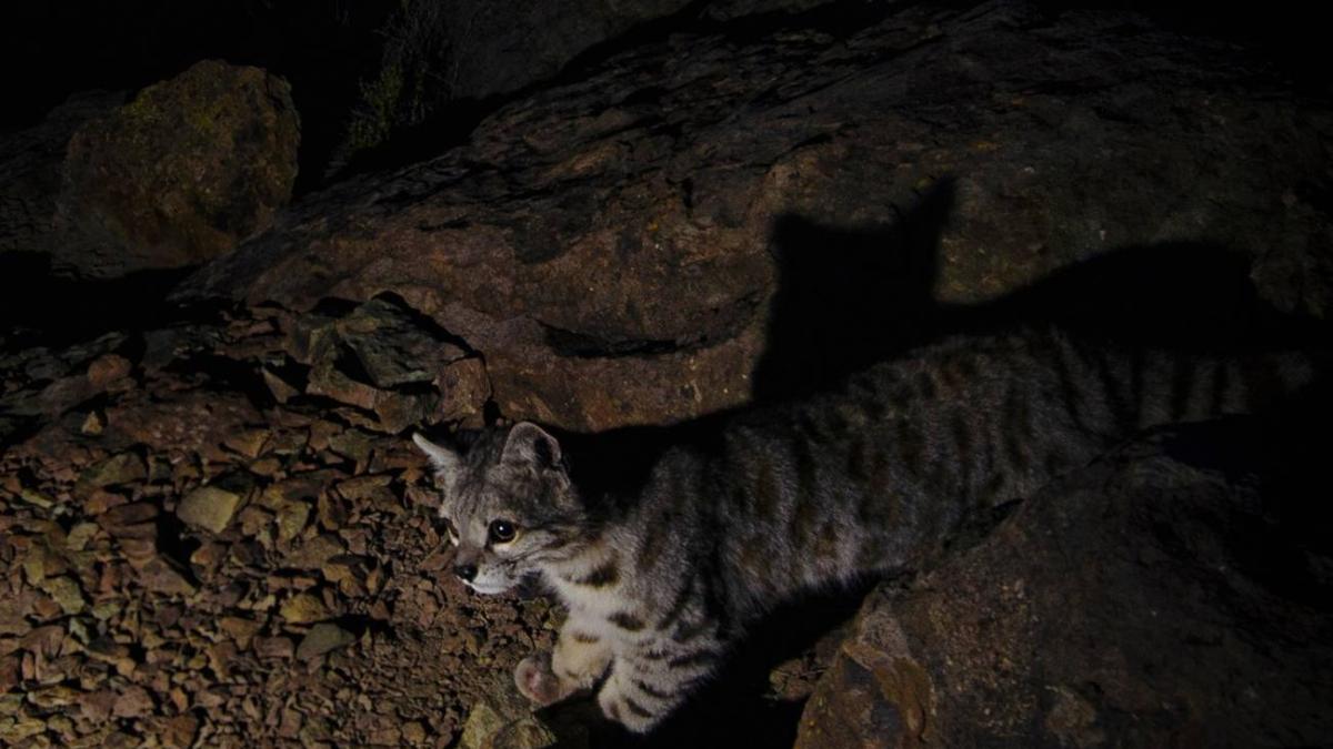 Gato Andino: El desconocido gato 'fantasma' que pocos conocen