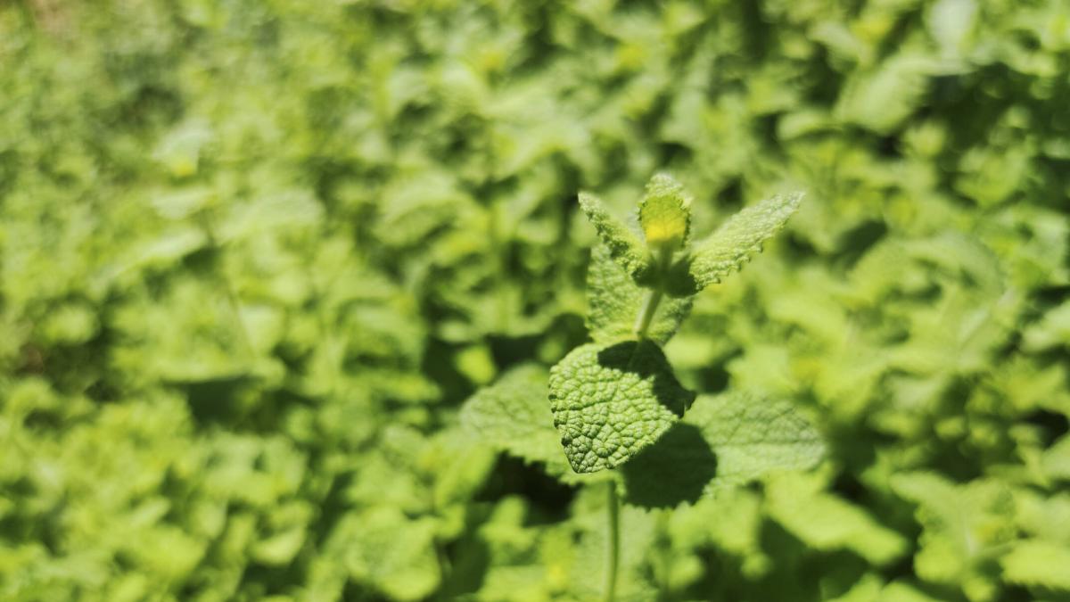 ¿Qué es el poleo y que beneficio tiene para la salud?