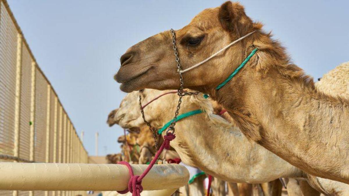 Camellos: ¿Dónde viven y de qué se alimentan los camellos?