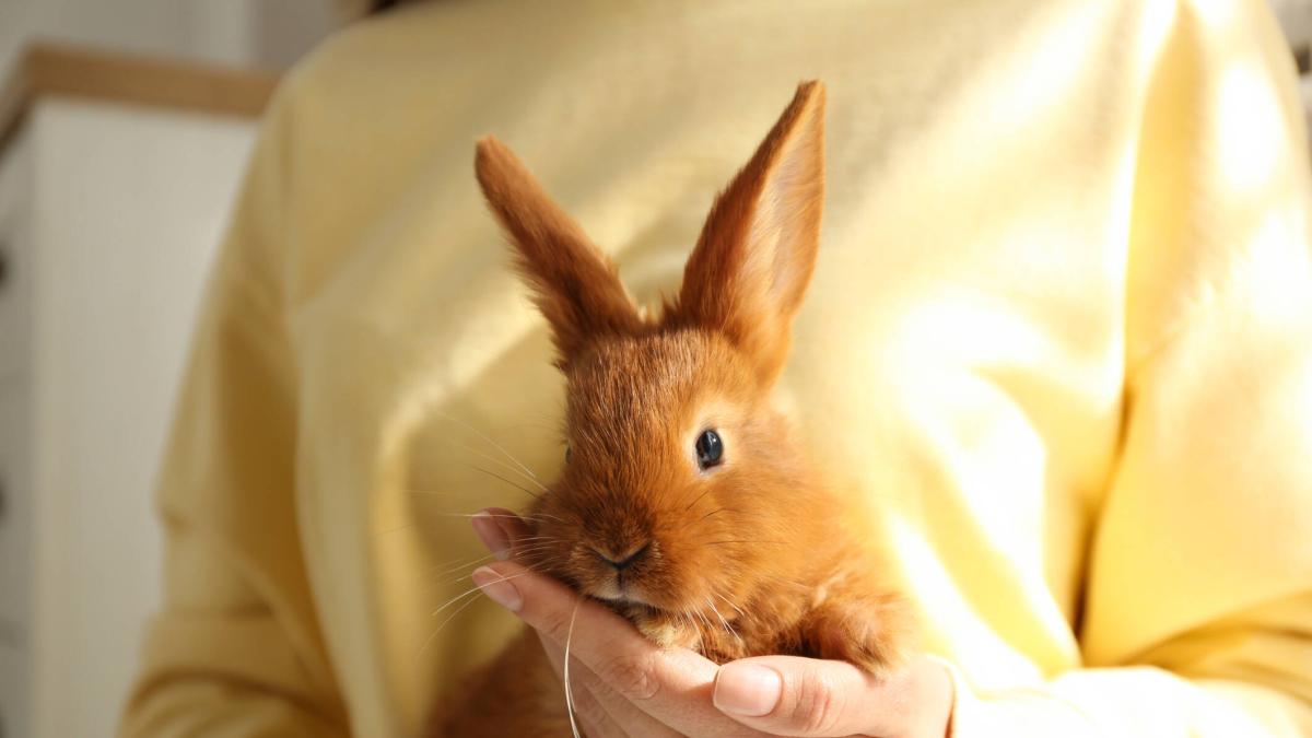 ¿Por qué no es seguro tener aves, conejos o ratones como mascotas?