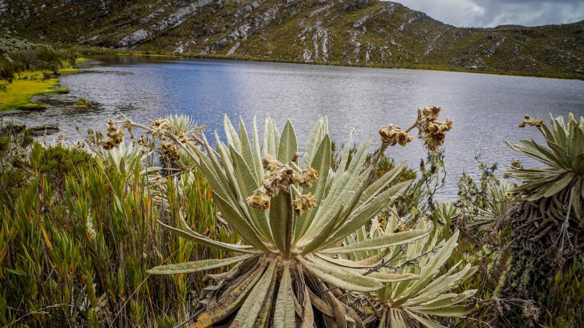 Chingaza: cómo llegar y recorrer el parque natural