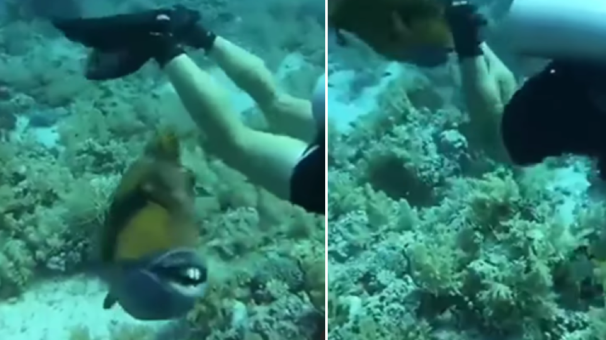 En video| buzo fue mordido por pescado con 'dientes humanos'