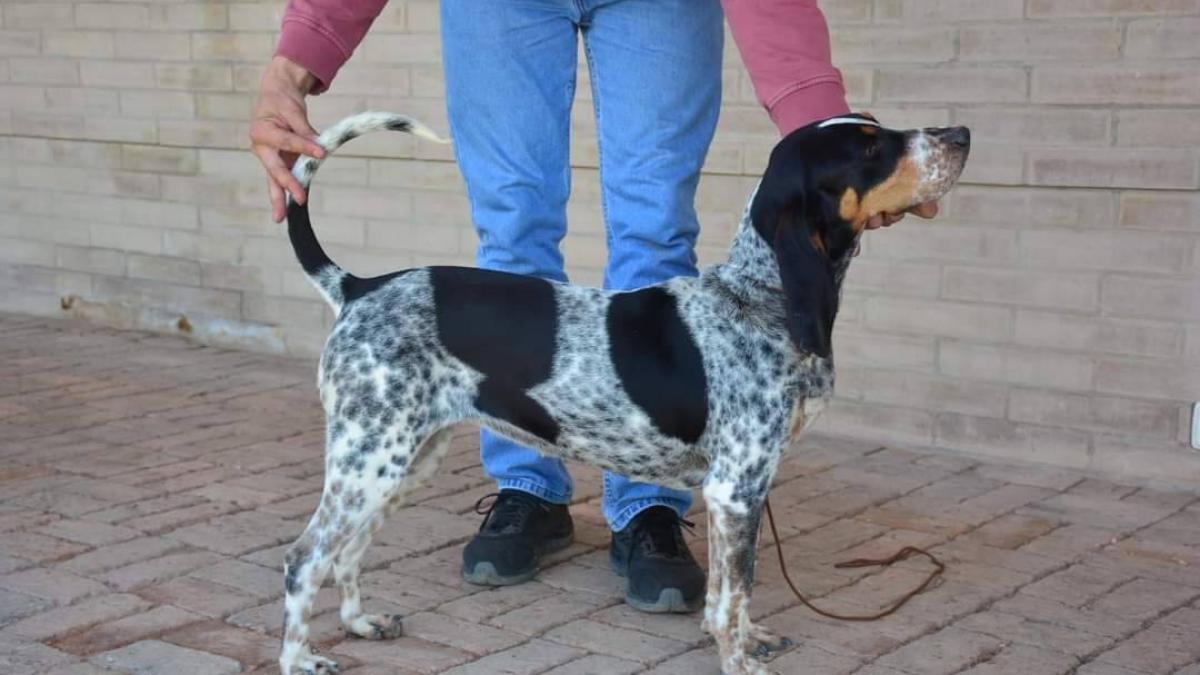 Razas de perros: sabueso fino, la única raza originaria de Colombia