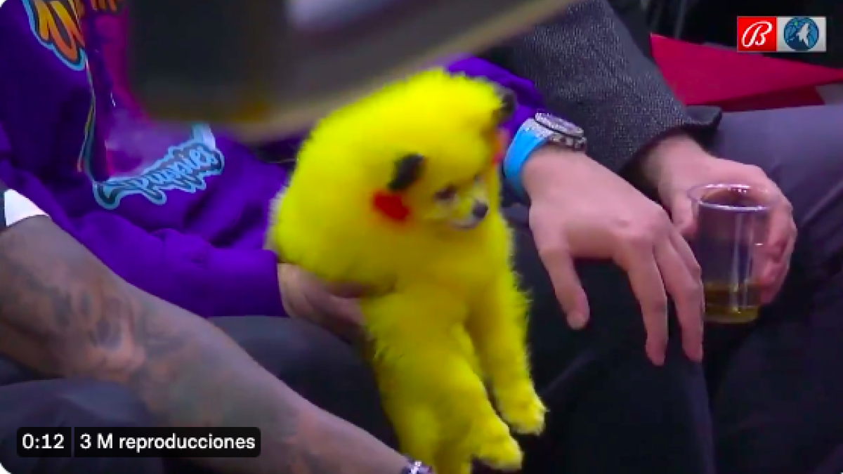 Perro Pikachú se hace viral en la NBA y multan a su dueño con 200 dólares