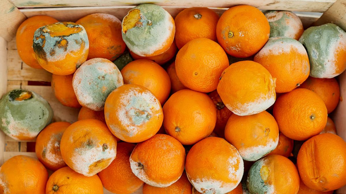 Esto puede suceder si consume alimentos con moho
