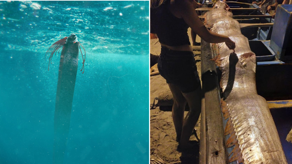 Pez Remo Hallan Inmenso Ejemplar En Una Playa De Ecuador