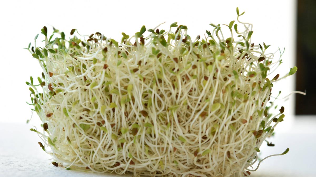 ¿Qué es la alfalfa y cuáles son sus beneficios?