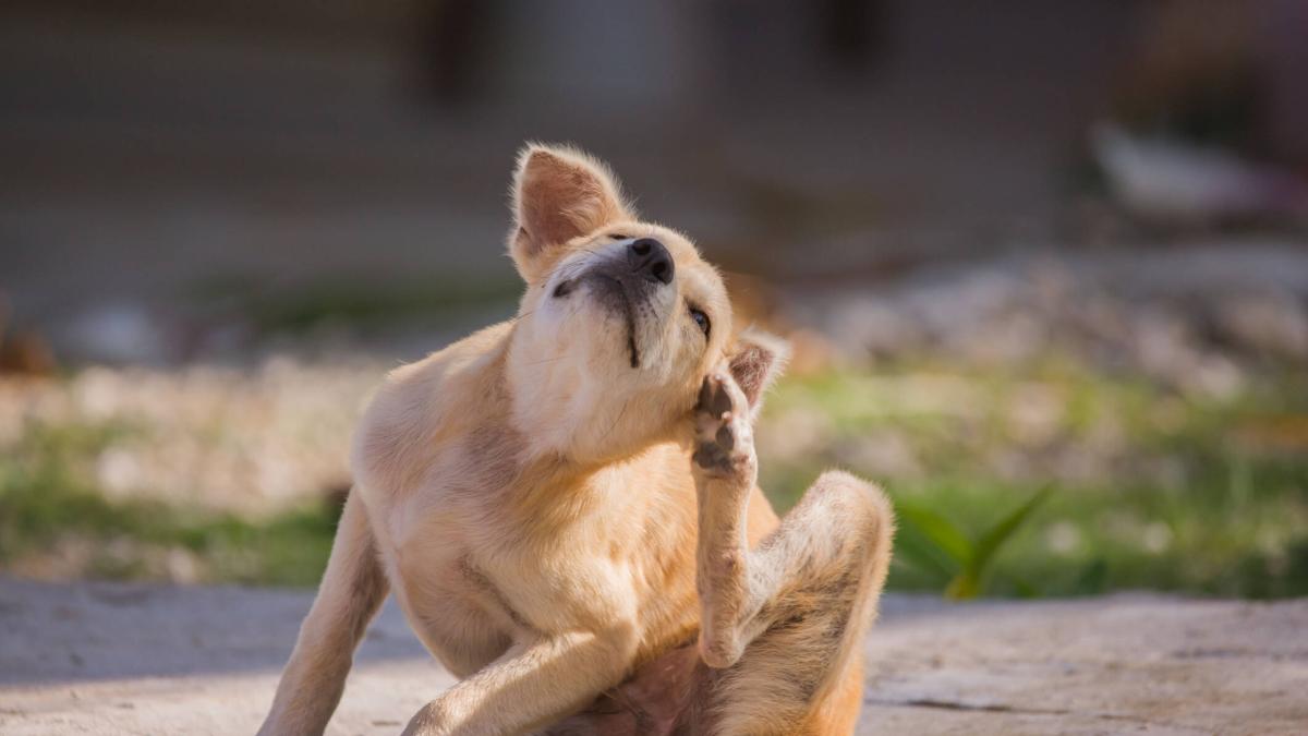 ¿Cómo prevenir y combatir las pulgas? Siga estos consejos para cuidar a ...
