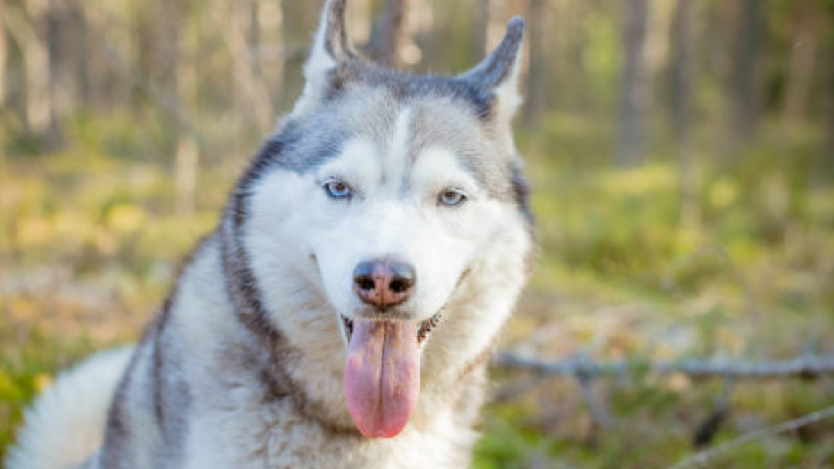 Lobo Siberiano: 3 curiosidades de esta imponente raza