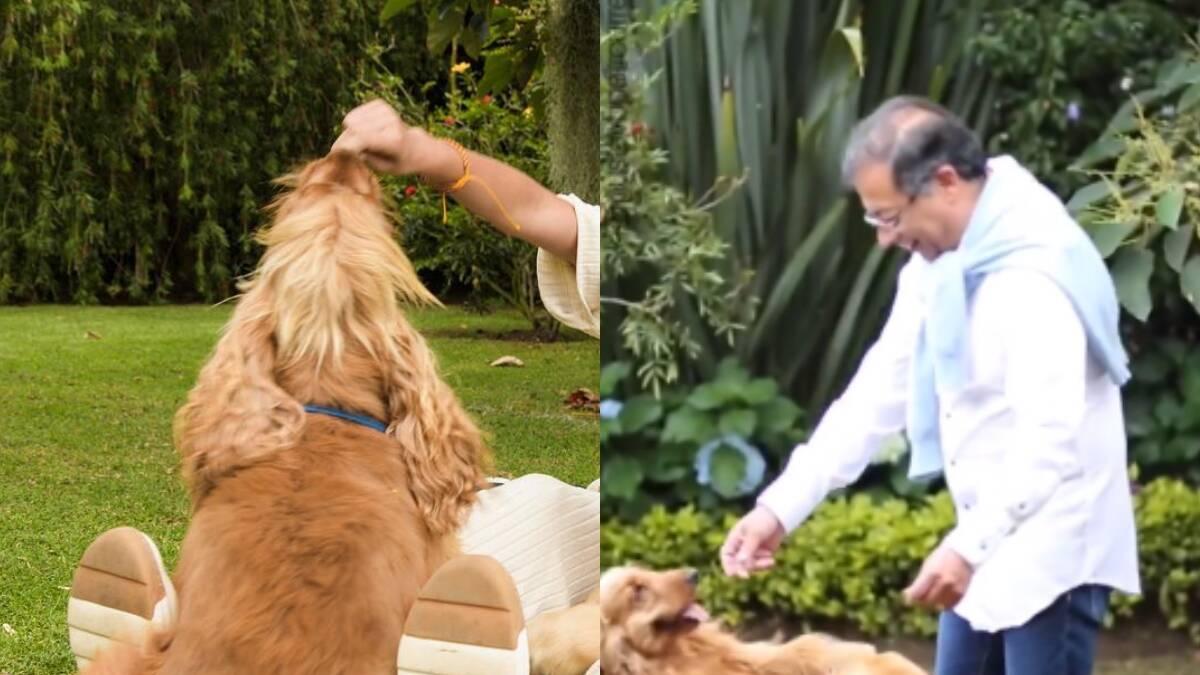Phillipe perro de Gustavo Petro es hospitalizado