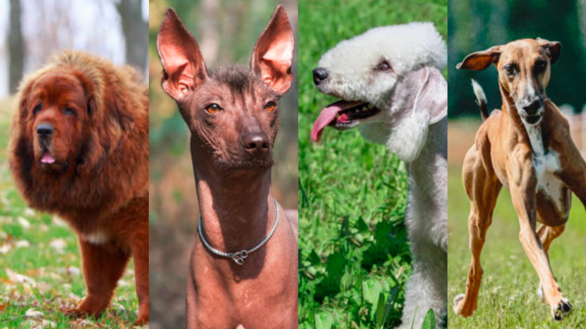 Algunas de las razas de perros más raras del mundo