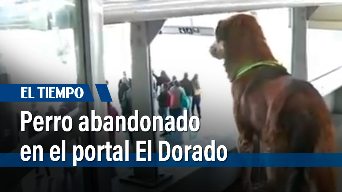 Perro abandonado en TransMilenio durante tres días en el Portal Dorado