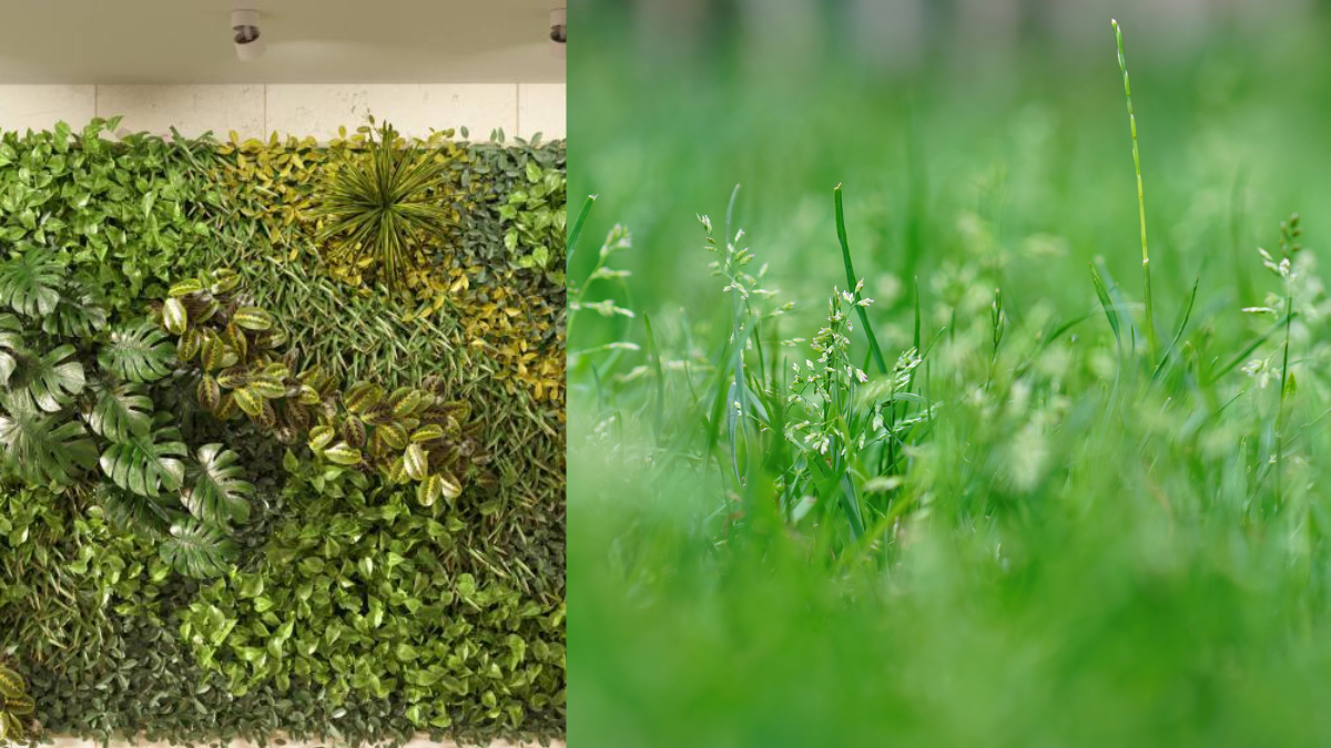 Pasto: ¿Qué tipos de césped existen