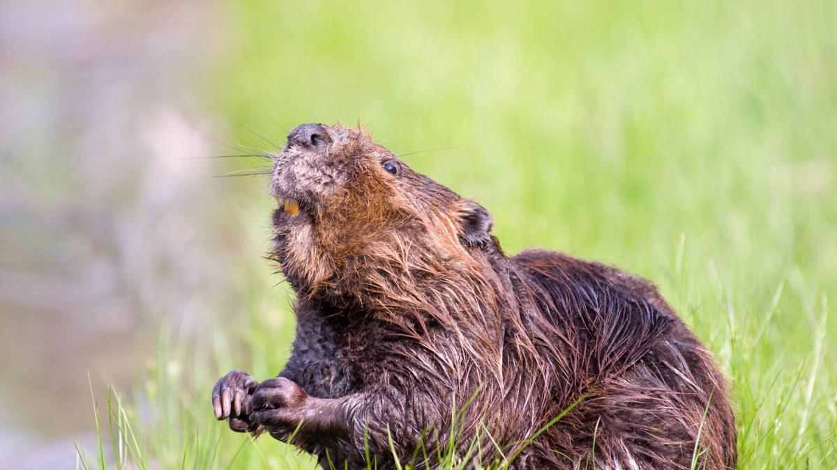 El castor, la plaga que arrasa los bosques en Argentina y Chile