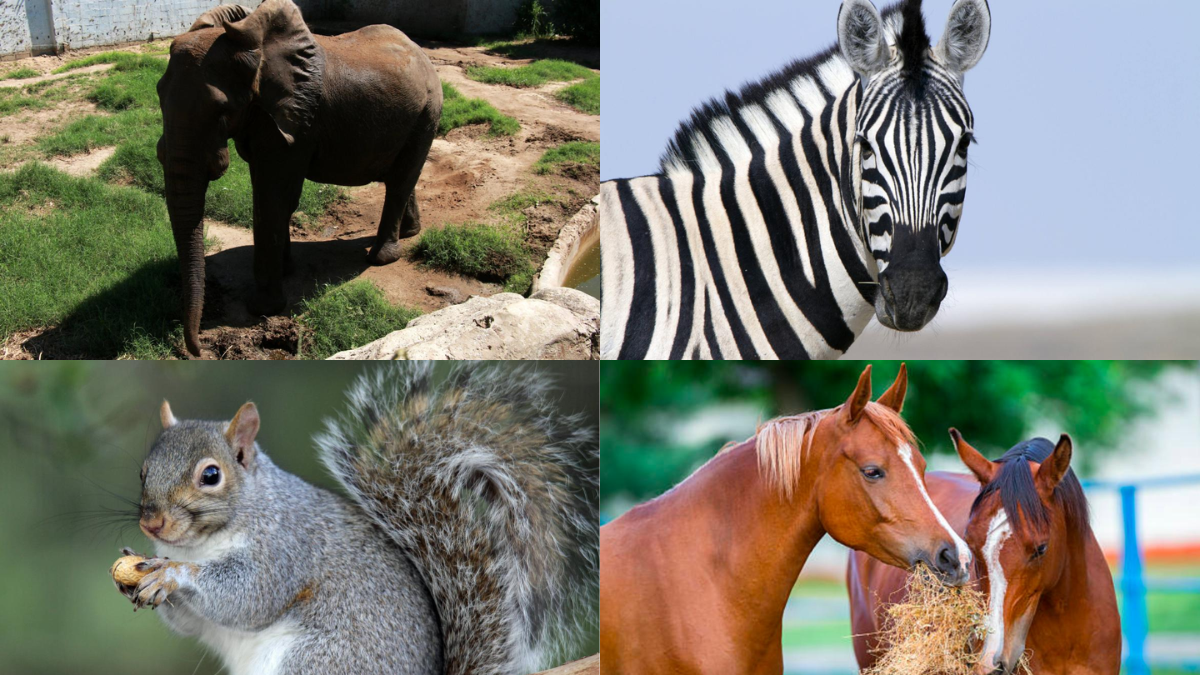 Animales Herbívoros