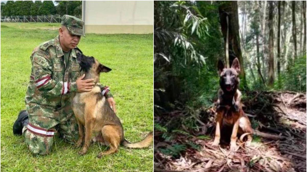 Guía del perro Wilson sigue buscándolo en la selva