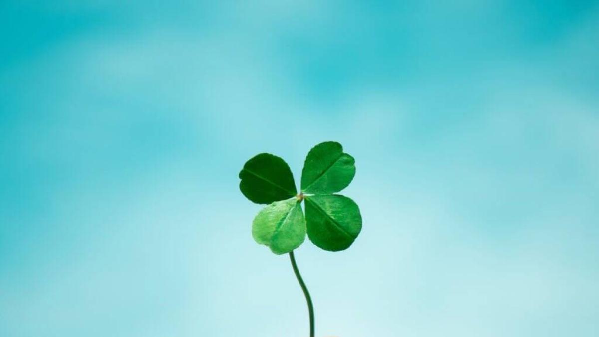 Trébol de 4 hojas: ¿cuáles son los mitos y verdades detrás de esta planta?