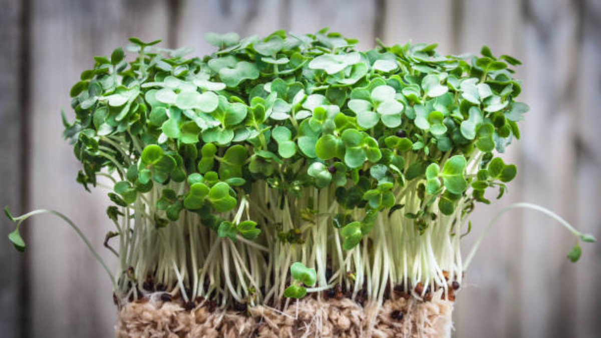 Berro: estos son los beneficios de este vegetal para su salud