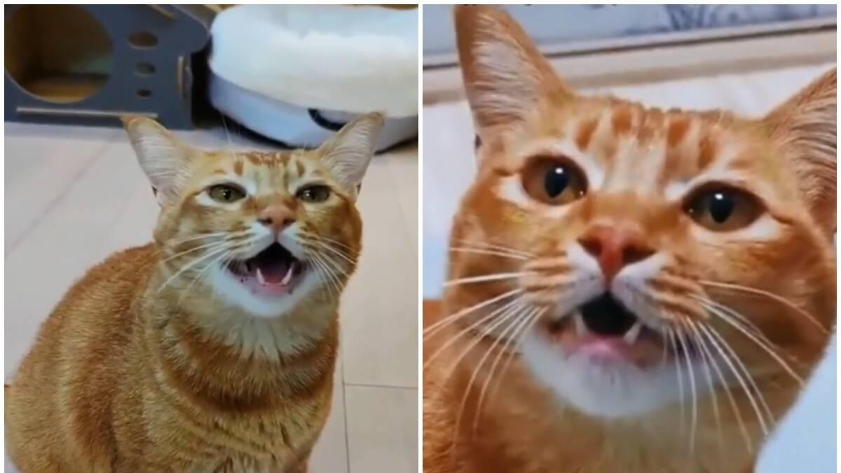 El gato que canta en Tiktok: '¿cómo es posible este suceso?'