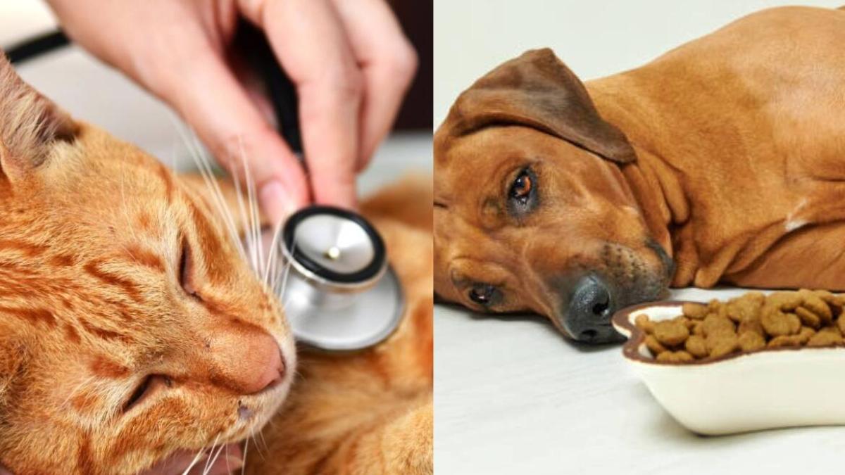 ¿Cuáles son los tipos de cáncer más comunes en perros y gatos?