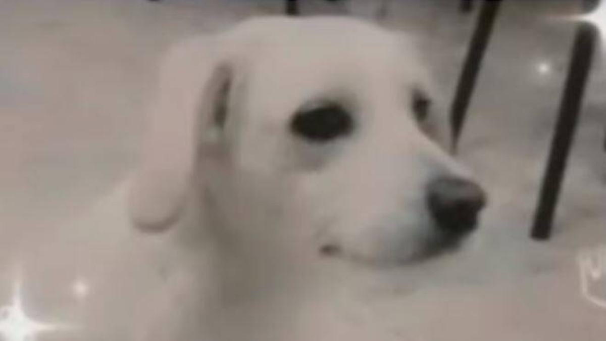 Perro abrió una puerta y escapó de veterinaria en el barrio Gustavo ...
