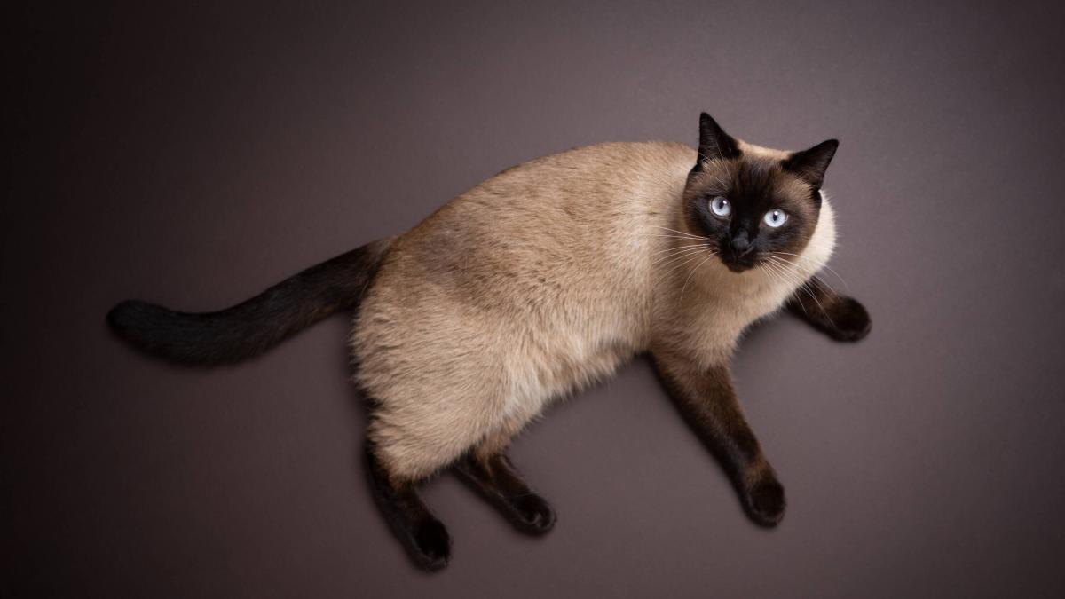 Esta es la razón por la que los gatos siameses cambian de color