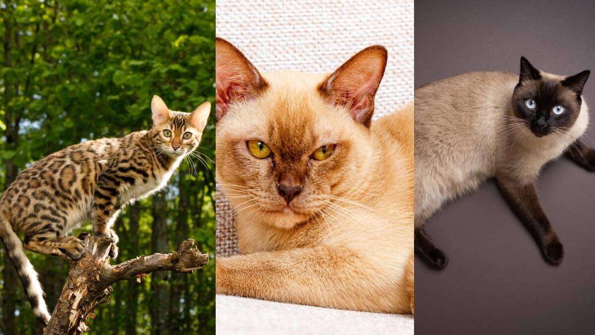 Las razas de gatos más inteligentes según expertos: ¿está su michi en ...