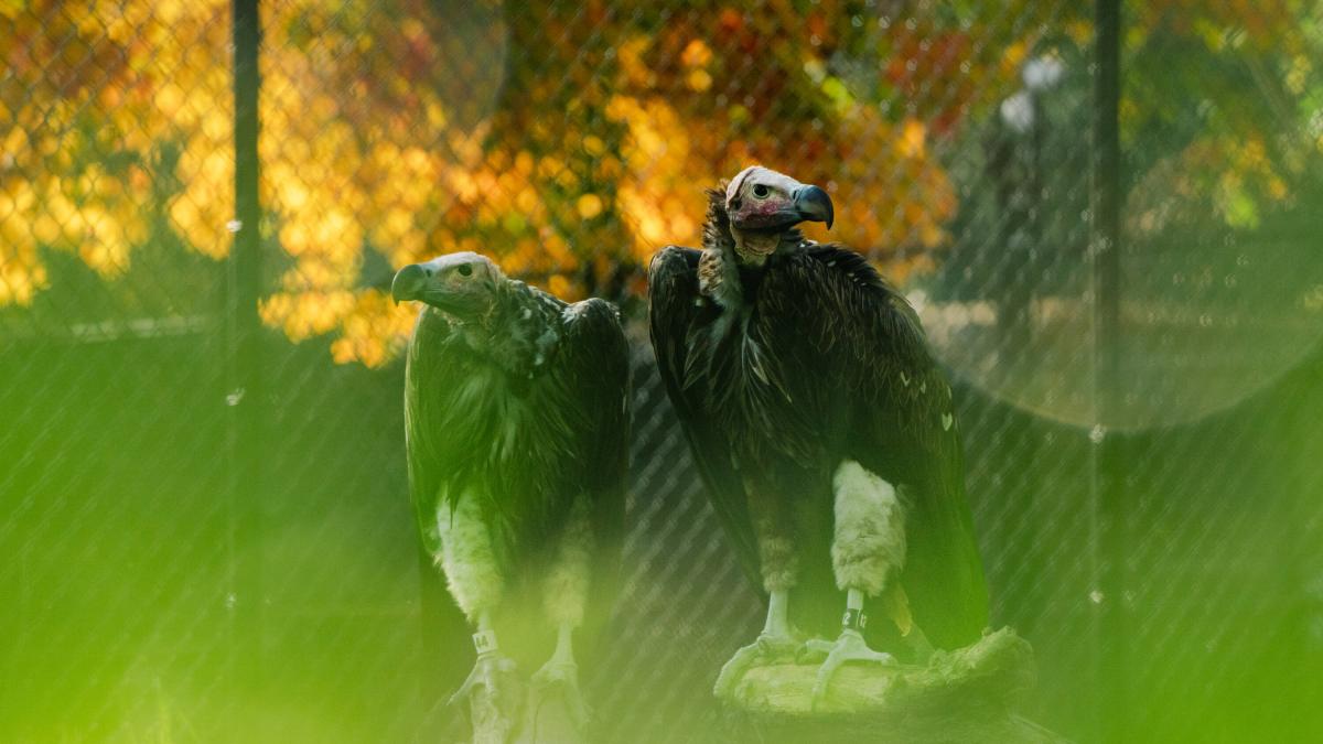 Los buitres podrían ser las aves más inteligentes del mundo: ¿por qué?