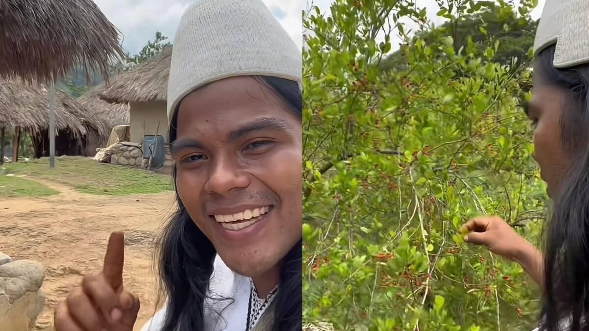 Infusion de hoja de coca: asi se debe preparar segun influencer indigena arhuaco