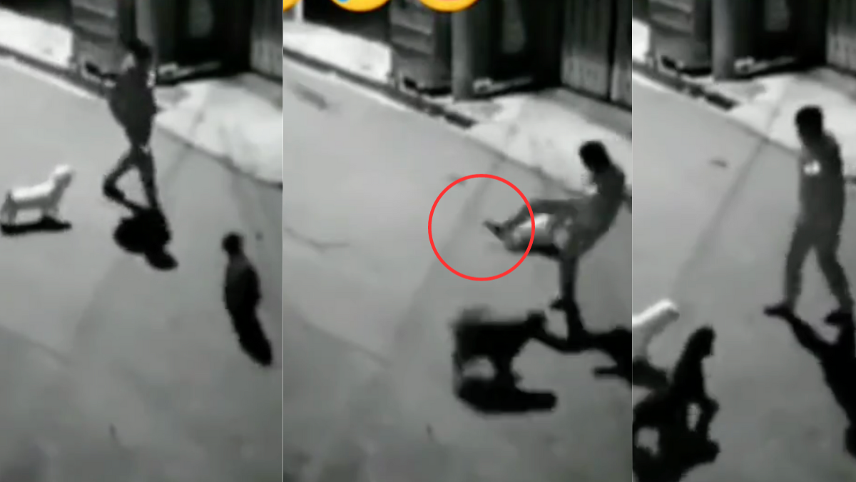 (Video) ¡Karma!: hombre intentó patear a un perro de la calle, pero su ...
